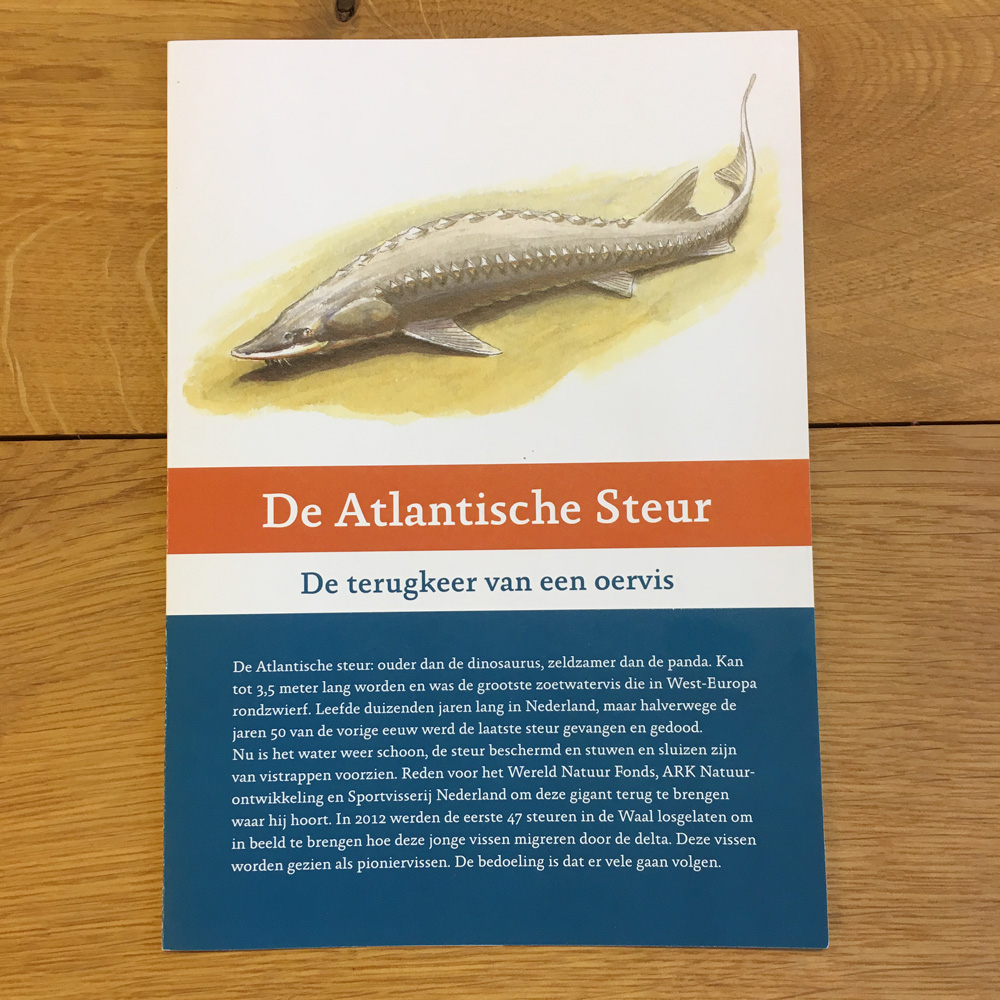Grafisch Ontwerp Nijmegen - Bas Reijnen | De Atlantische Steur