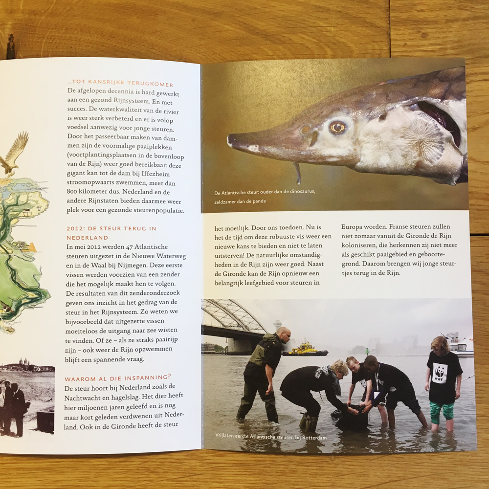 Grafisch Ontwerp Nijmegen - Bas Reijnen | De Atlantische Steur